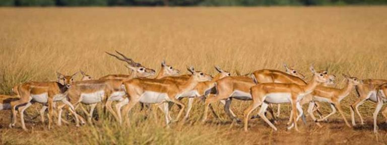 Places to Visit in Churu | Tourist Places & Top Attractions Churu Tourism