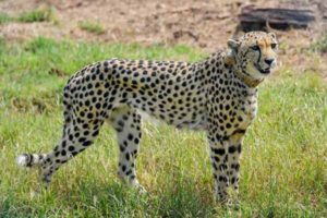 Kuno National Park Safari Booking, Ticket Price, Timing & Cheetahs ...